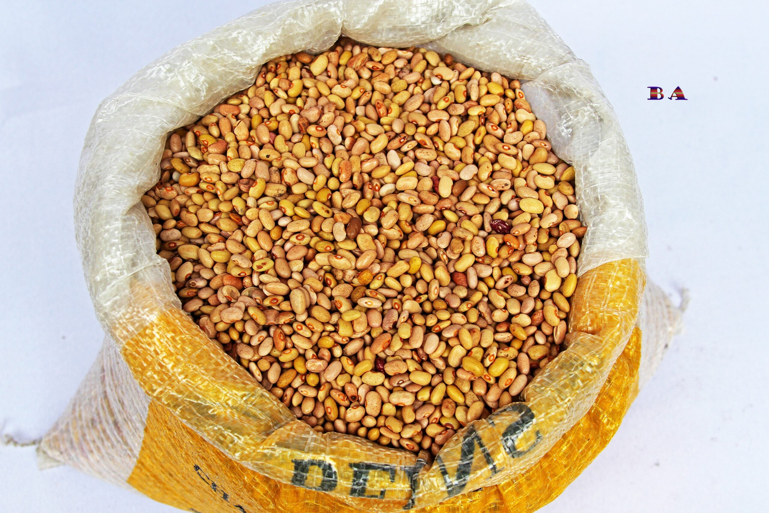 Haricots – Haiti Transfert